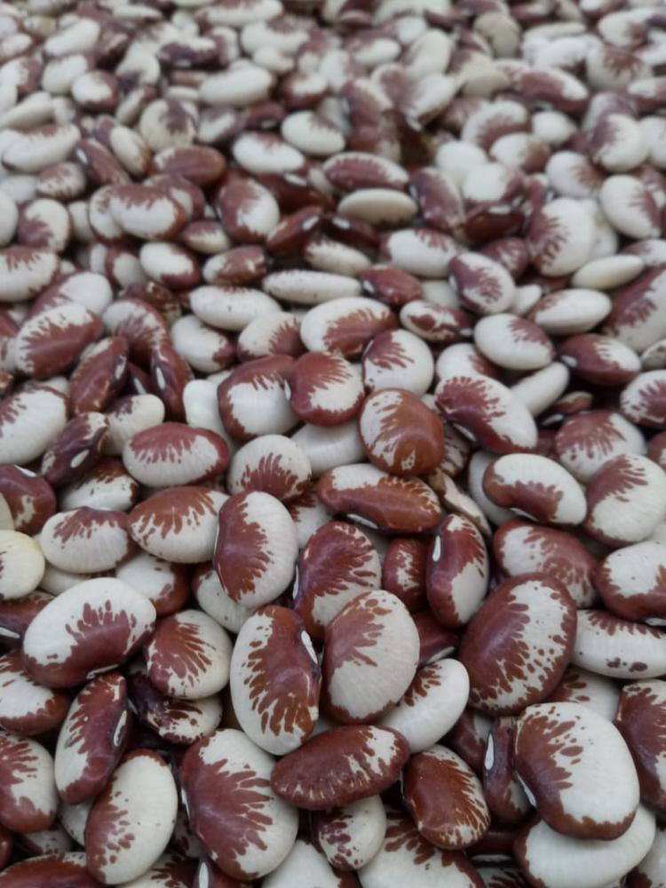 Feijão Fava Rajada Vermelha - 5Kg - Pacote