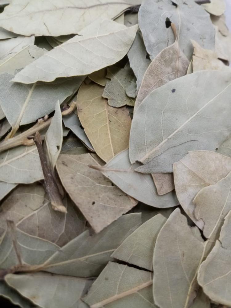 LOURO EM FOLHAS Á GRANEL 300g : Chá e Ervas : Empório 12 Grãos