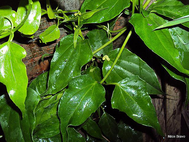 Ervas Naturais Guaco 20g