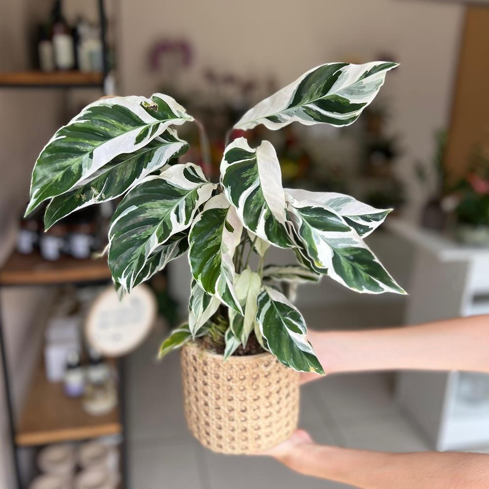 Maranta Branca no Vaso Rústico : Plantinhas : Oi Flor