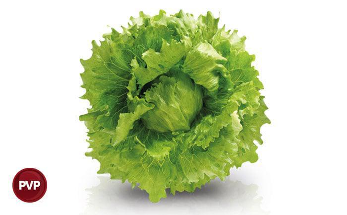 Sementes de Alface Americana